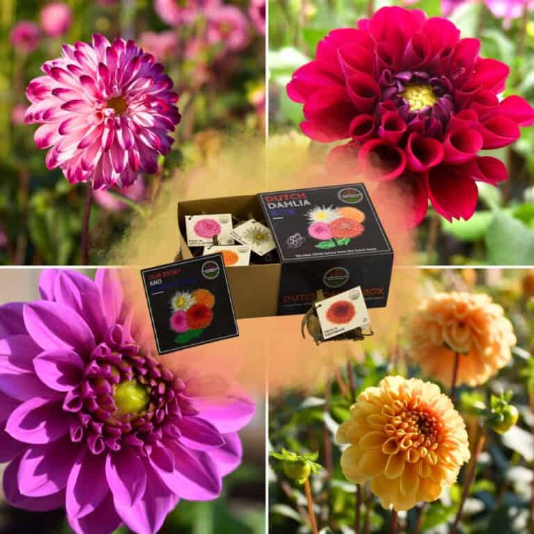 Home - Flowerbulbs Amsterdam