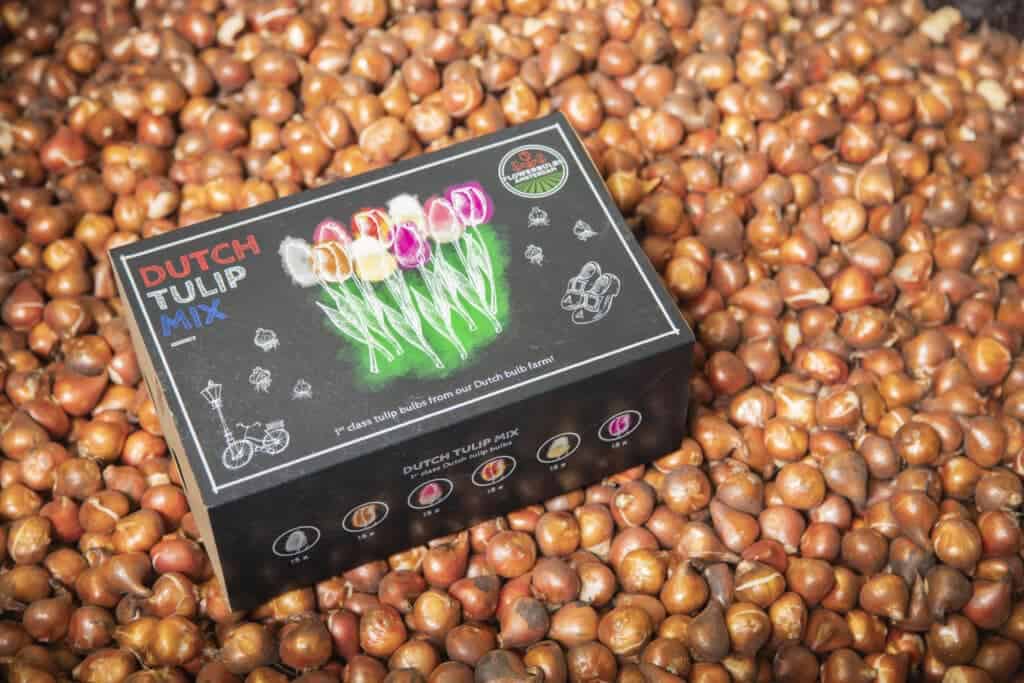 Large Tulip Gift Box (90x) - Flowerbulbs Amsterdam
