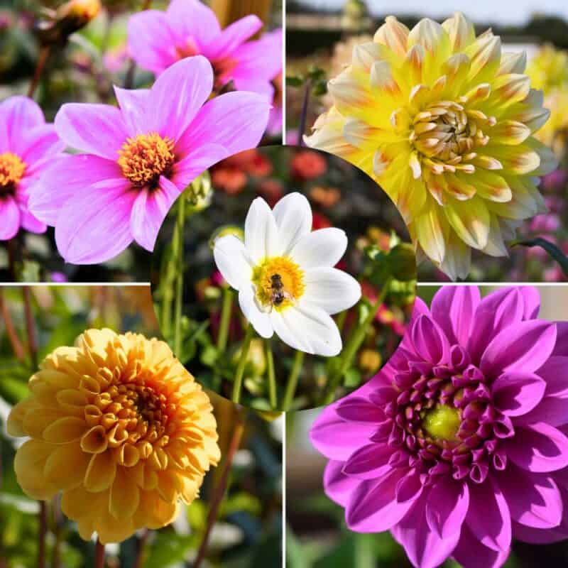 Home - Flowerbulbs Amsterdam