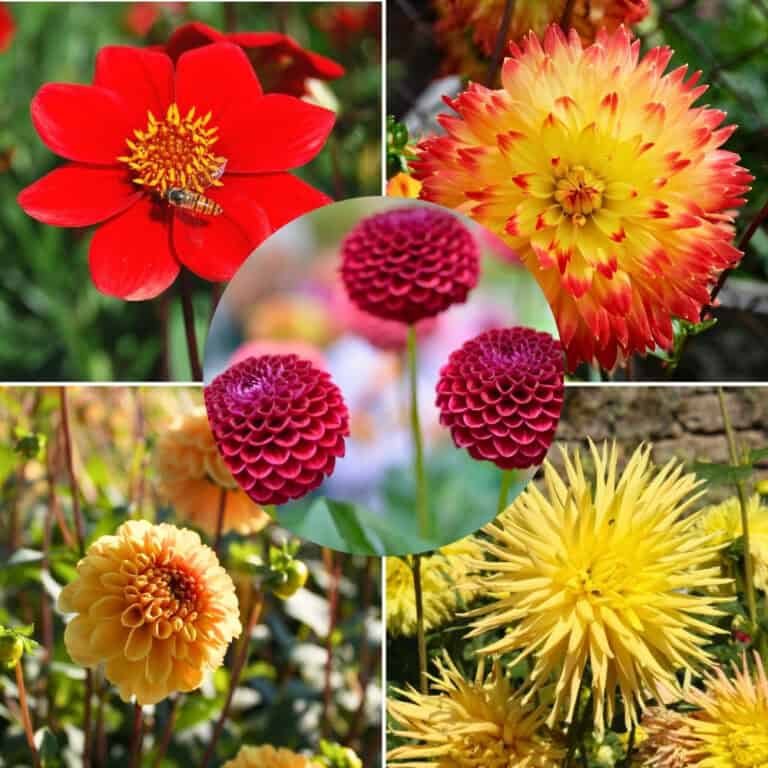 Home - Flowerbulbs Amsterdam