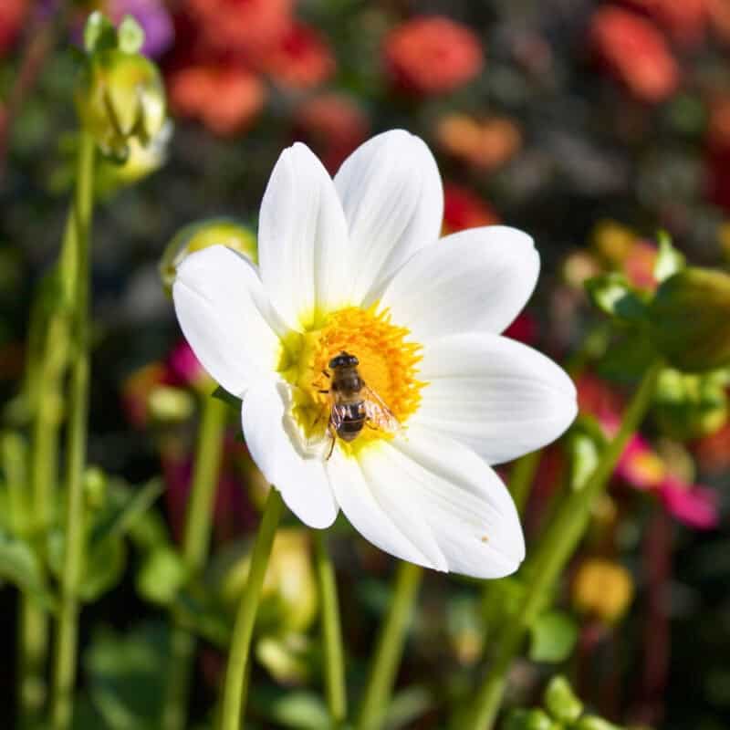 Home - Flowerbulbs Amsterdam